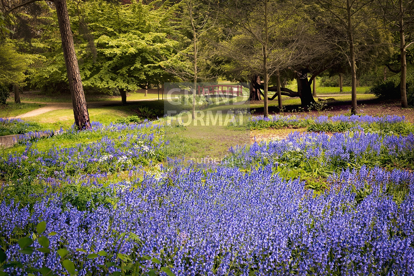 Forêt fleurs photo impression et toile